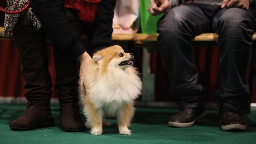 HK patient's dog could be 1st human-to-animal transmission