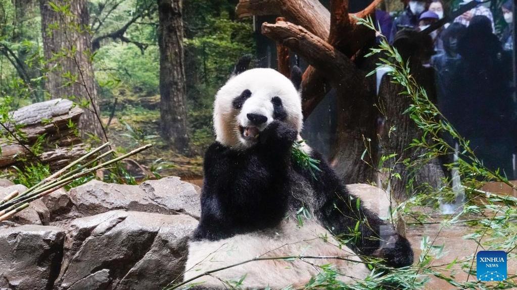Japanese welcome 50th anniversary of China's giant pandas' arrival