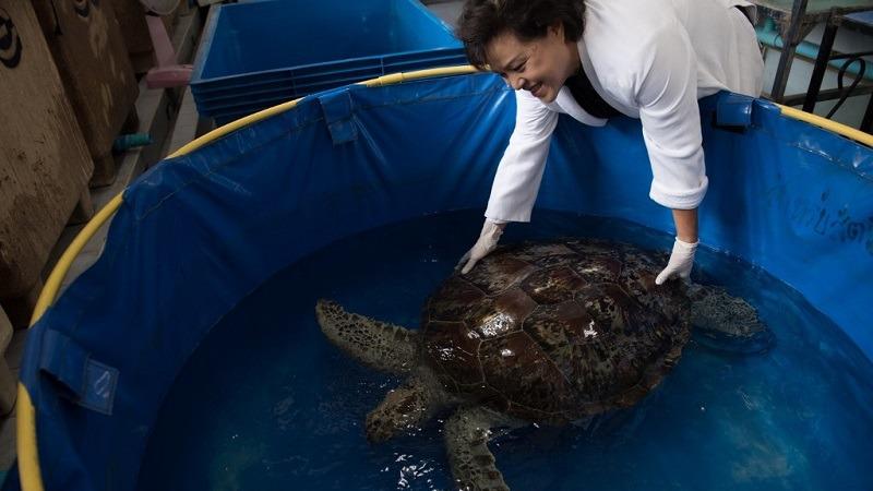 Thailand helps sea turtle swim again with prosthetic flippers