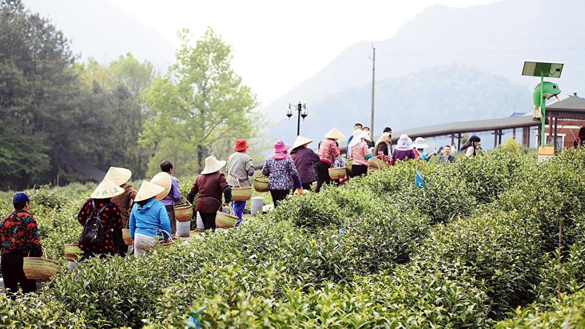 Tourists find tea and more in Anhui