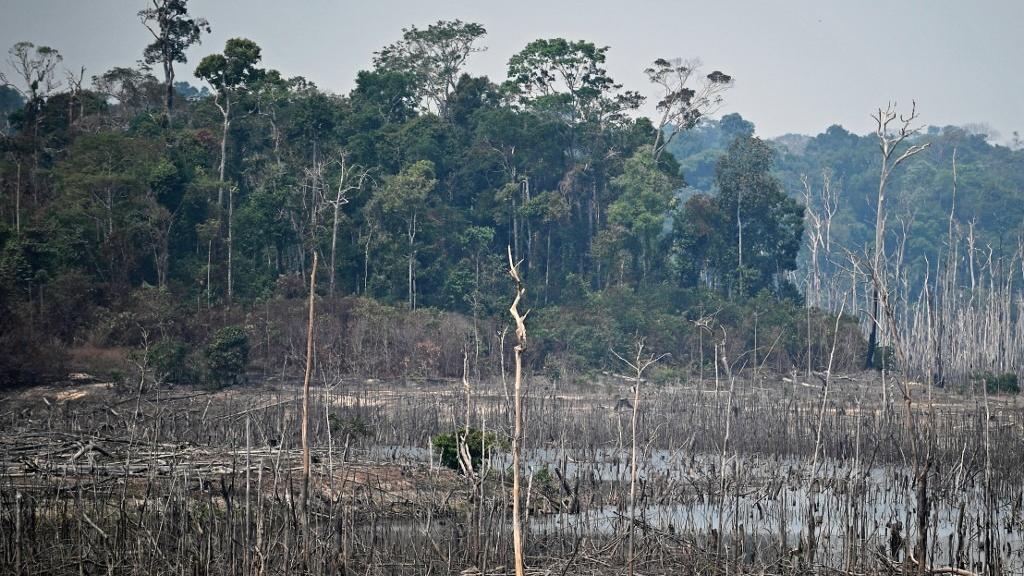 Global warming fast shrinking rainforest role as climate protector