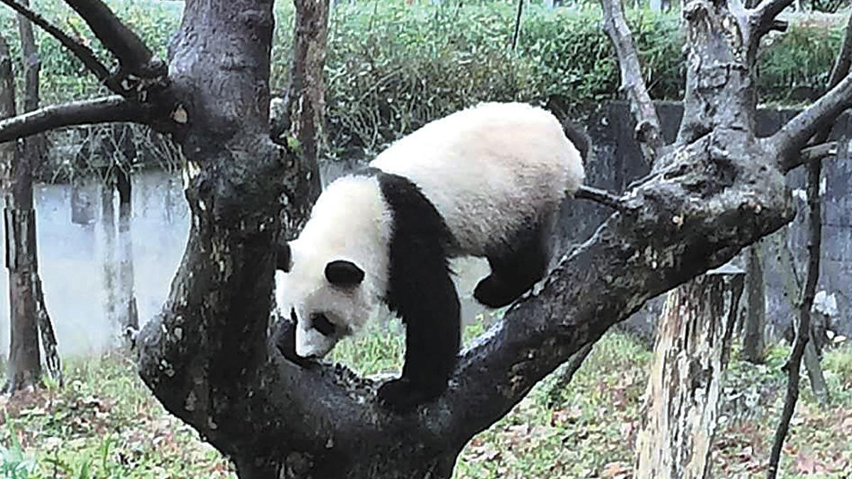 When it comes to pandas, China is spot on