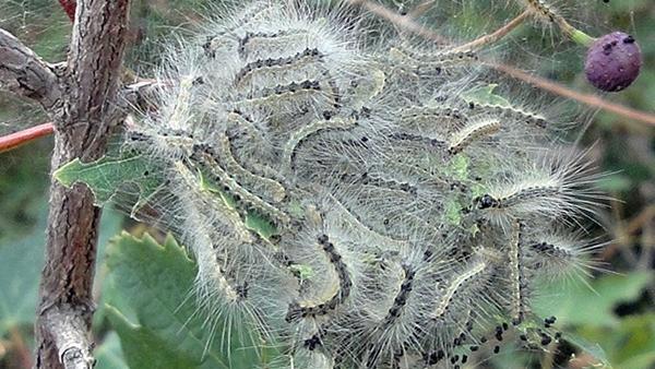 Prepare for the worst, scope for the pest