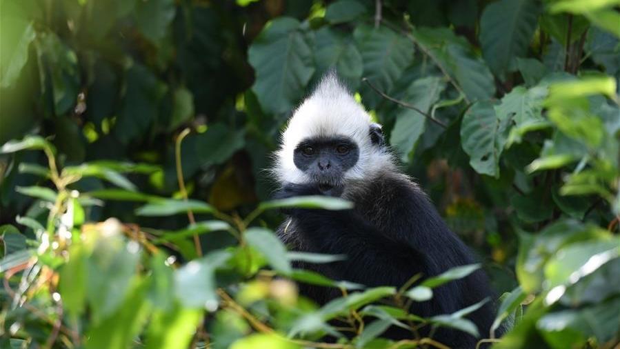 Rare monkeys multiply in karst and cane
