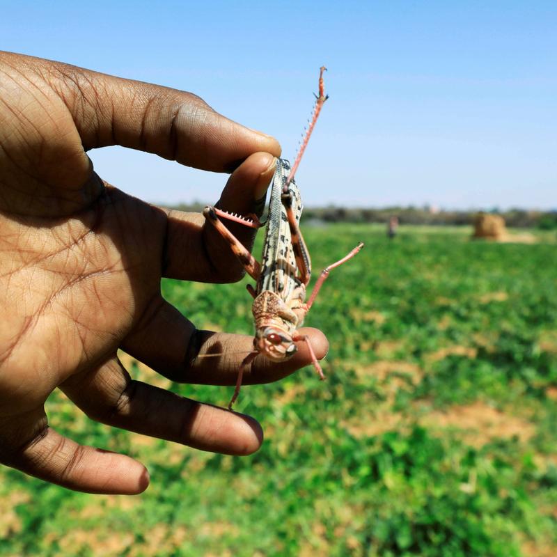 Turn locust swarms into a value chain