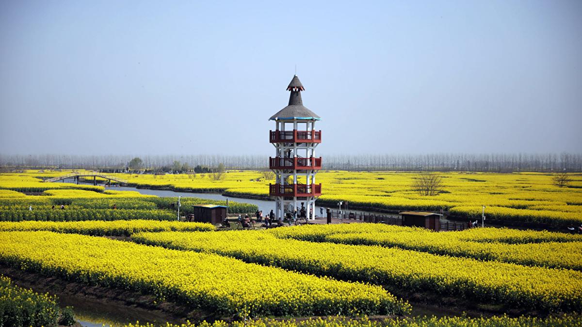 Cole flowers bloom as spring finally emerges