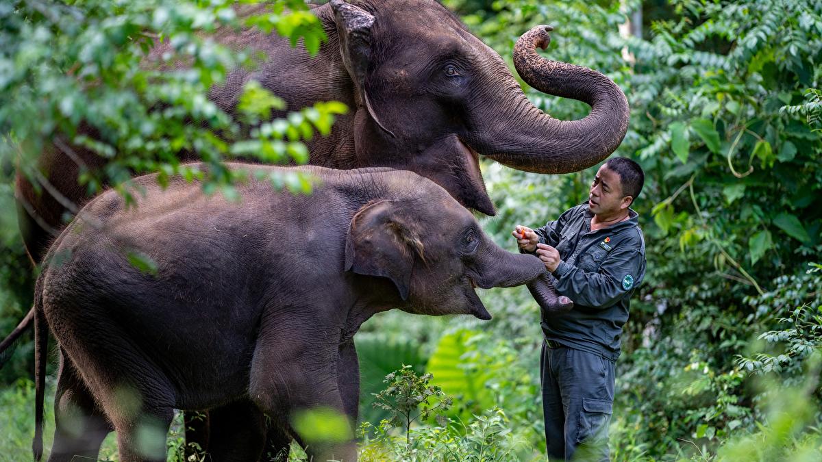 Action taken to reduce conflict with elephants