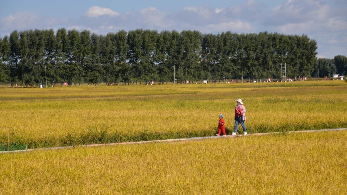 Rice growing boosts farm incomes in Inner Mongolia