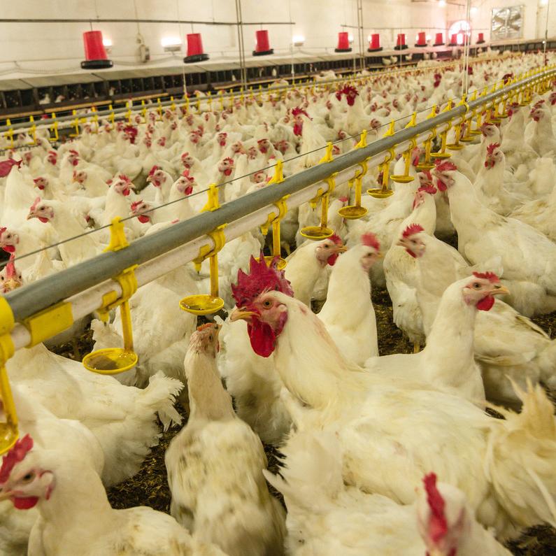 Battered animal industry needs support