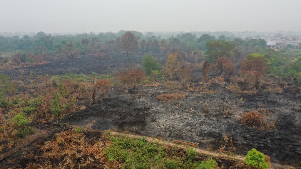 Rapid urbanization, deforestation in Asia linked to deadly viruses