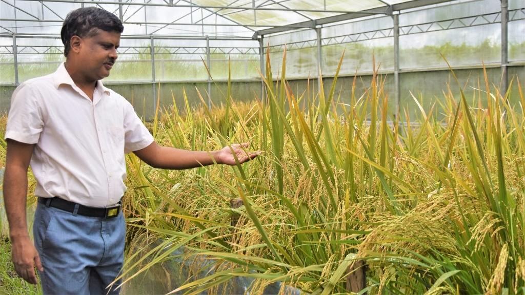 Philippines approves commercial use of genetically engineered rice