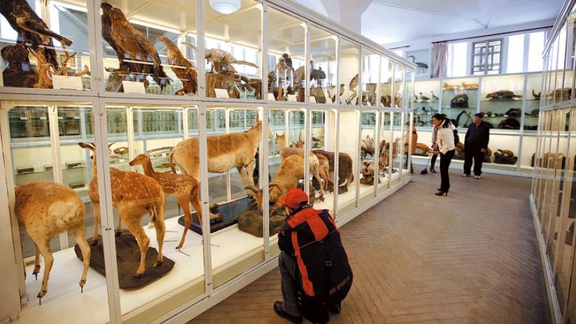 Tianjin museum's link to past deeper than its exhibits