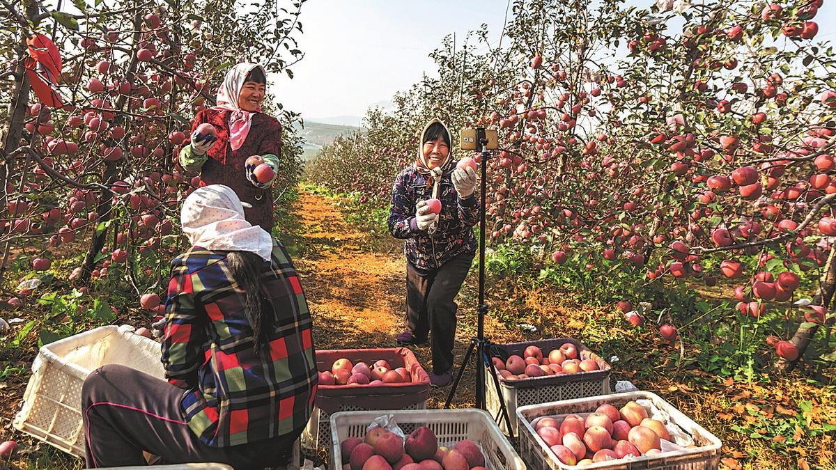 Tech, best practices give Chinese apples big edge