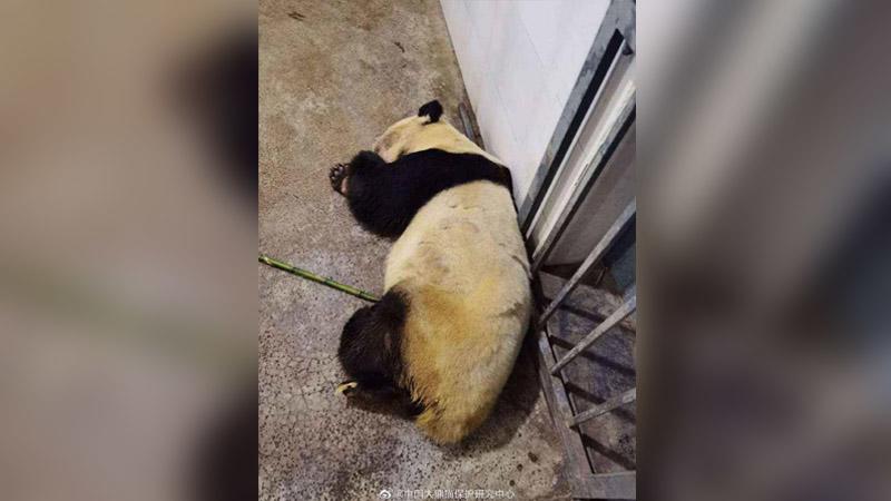 Giant panda dies of illness in China research base