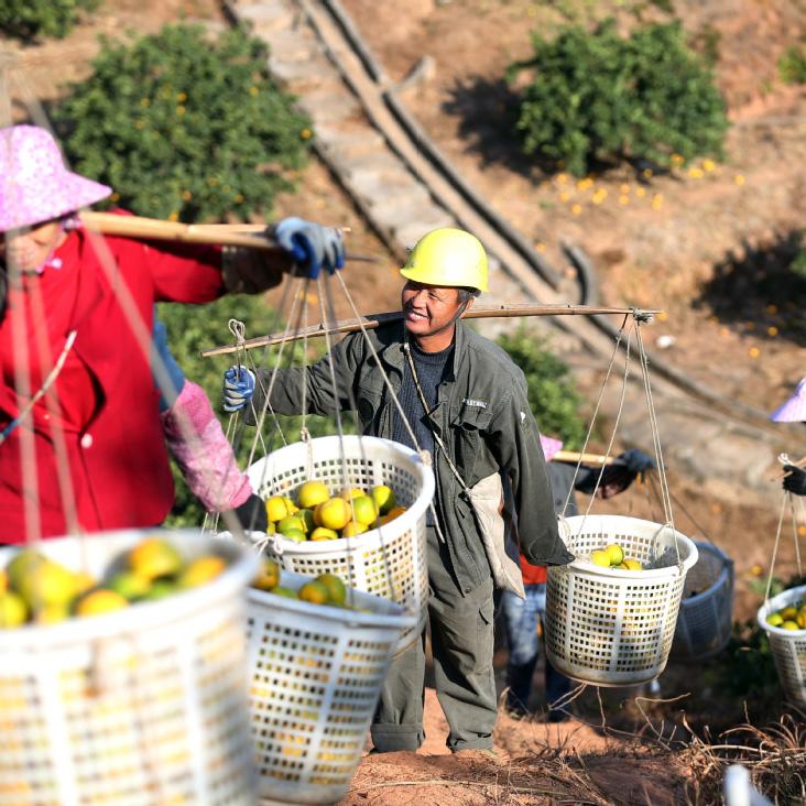 Improving incomes of rural residents key means to vitalize countryside