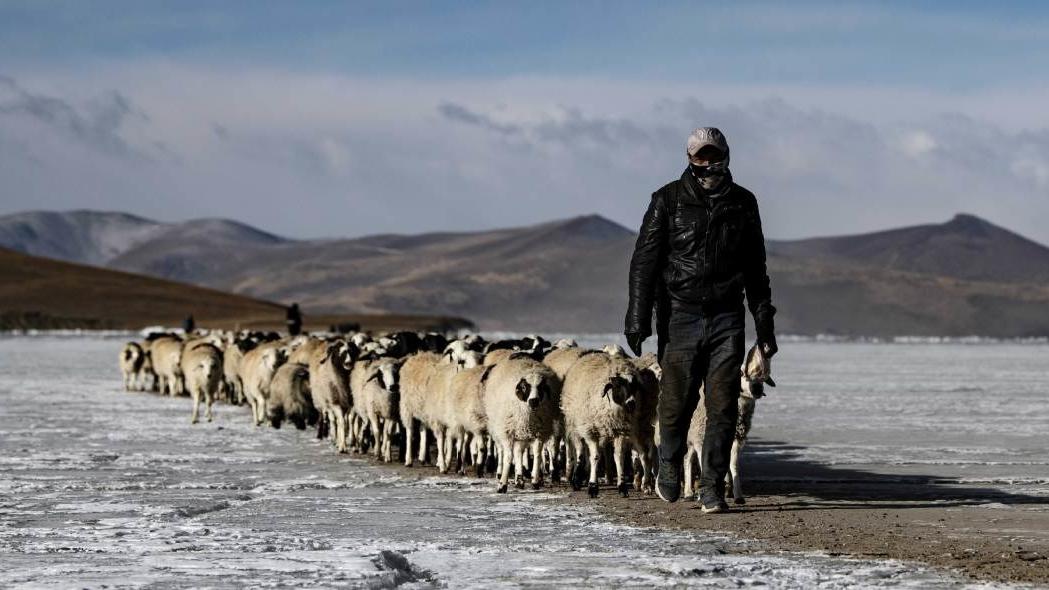 Sheep cross frozen lake from island pastures