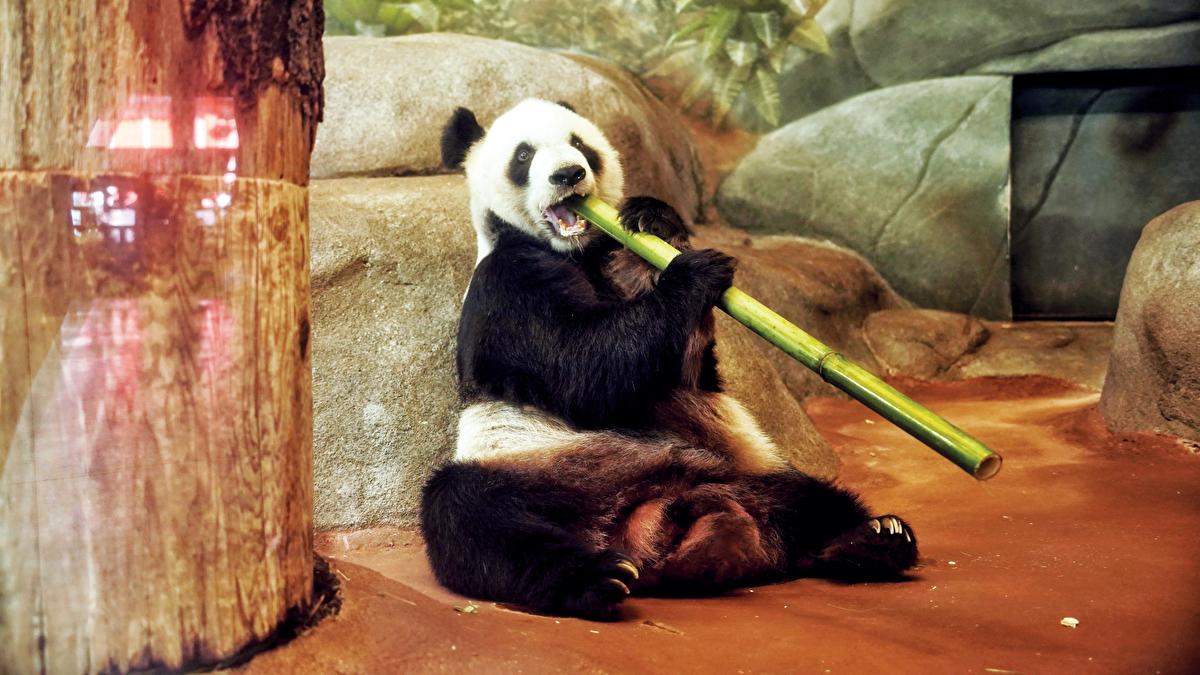 Veterinary experts to head for US to probe panda's death