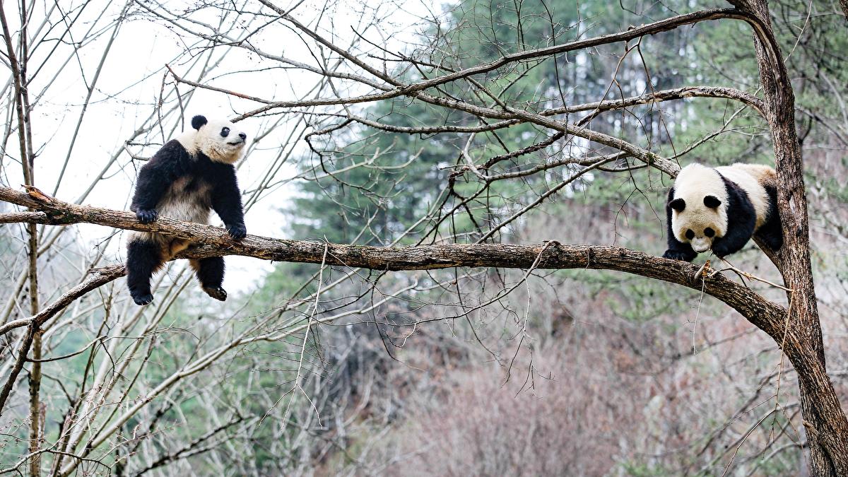 Beijing Zoo reopens to the public after 59 days