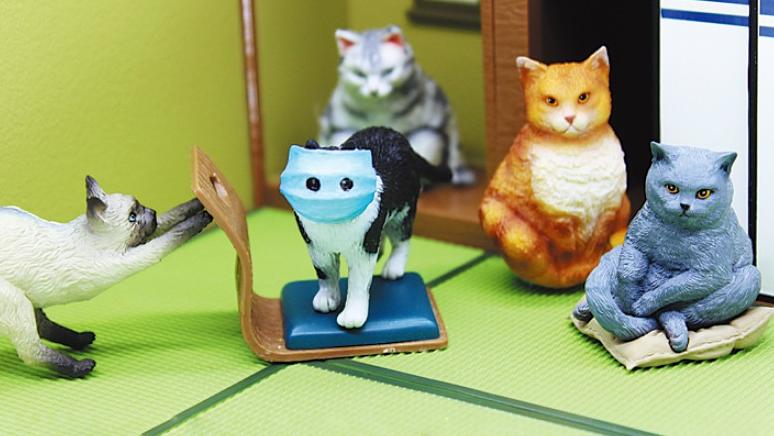 Masked cat meme model is a 'purr-fect' fit for charity endeavor