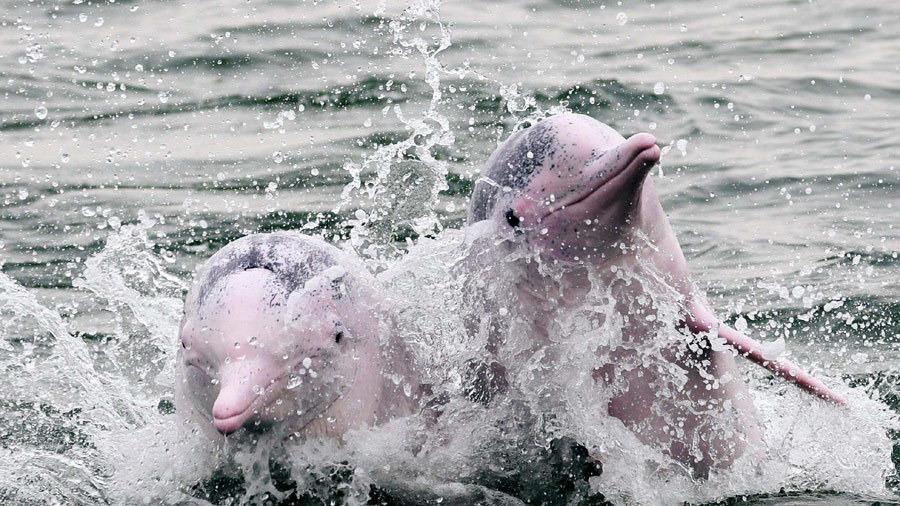 Safe haven for rare dolphins in south China