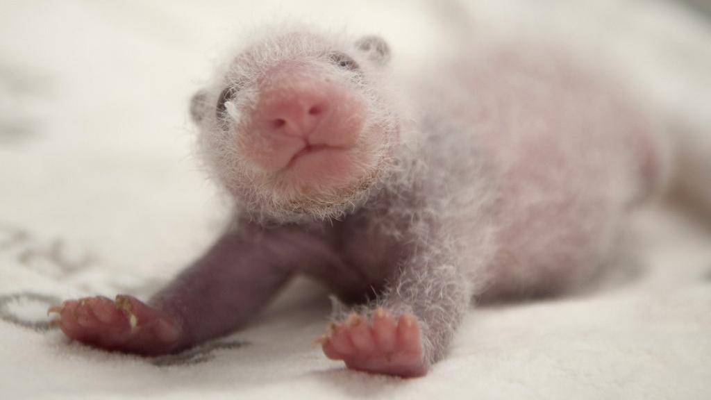 Squeaking, hairless and pink: Twin giant pandas born at Madrid Zoo