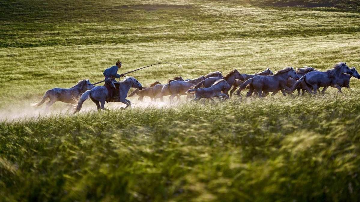Mongolian herders profit as overgrazing is curtailed