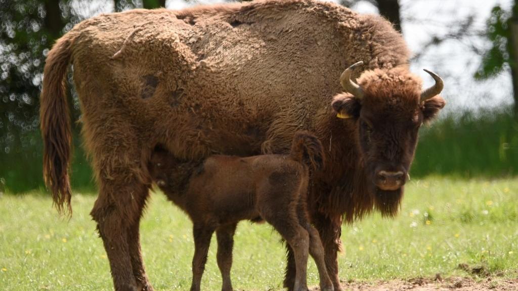 Wanted: Bison rangers for woodland in England