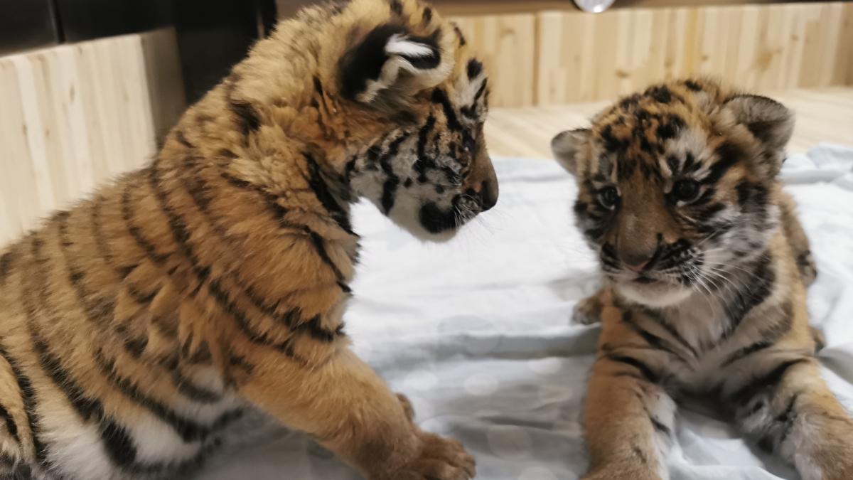 South China tigers claw way back from brink