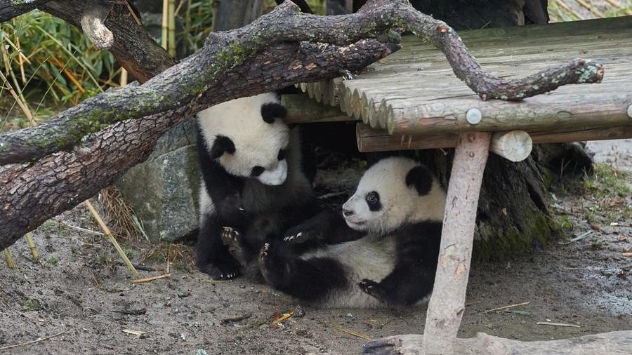 Panda program continues to boost China-Spain ties