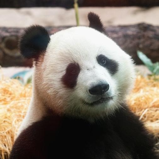 Politicizing pandas, whatever next?