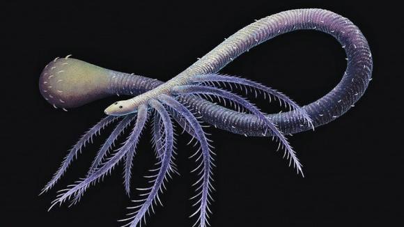 Facivermis fossil offers key proof of evolution