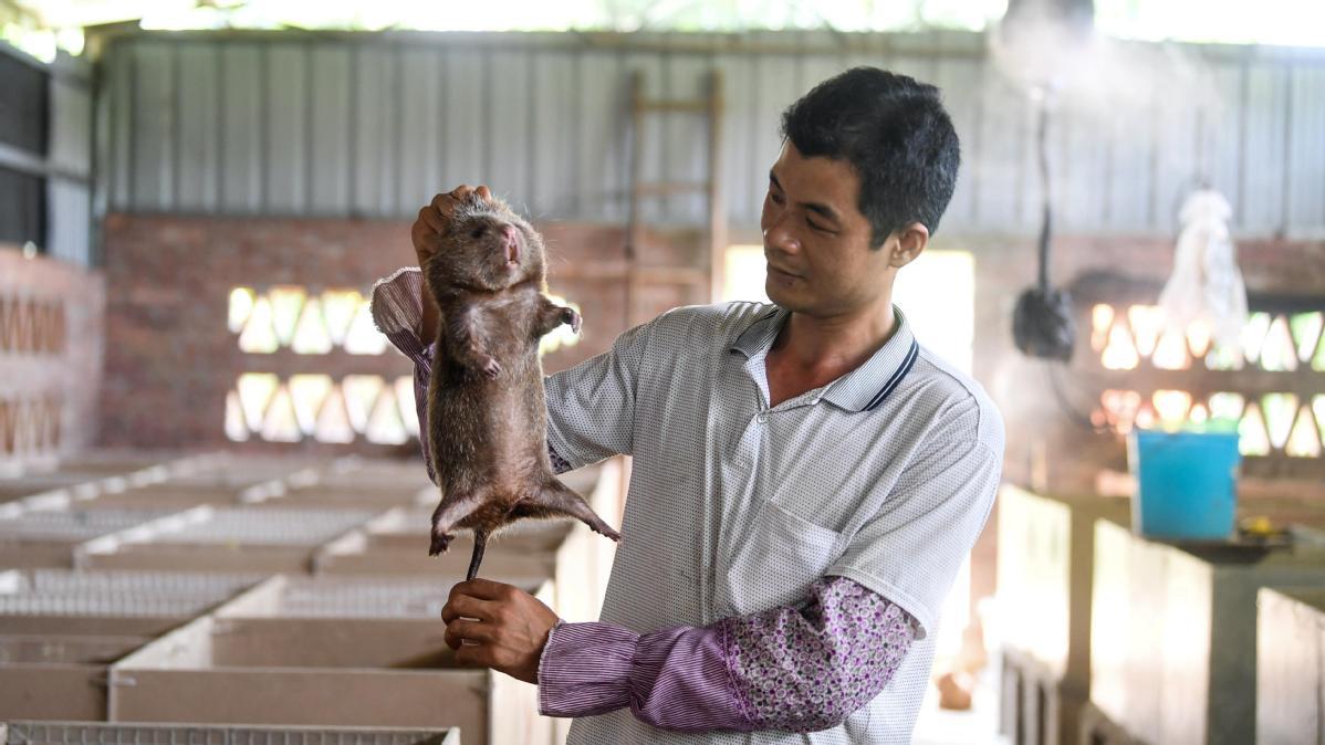 Rat breeders worry over their future