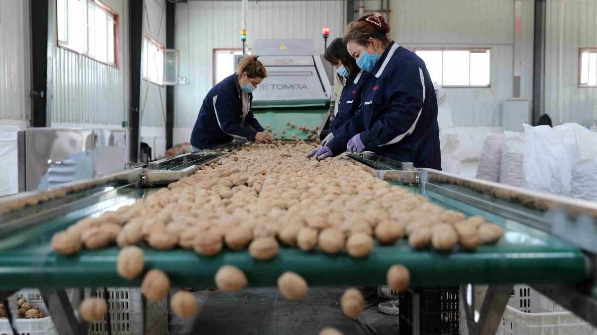 Common Xinjiang food boosts farmers' incomes