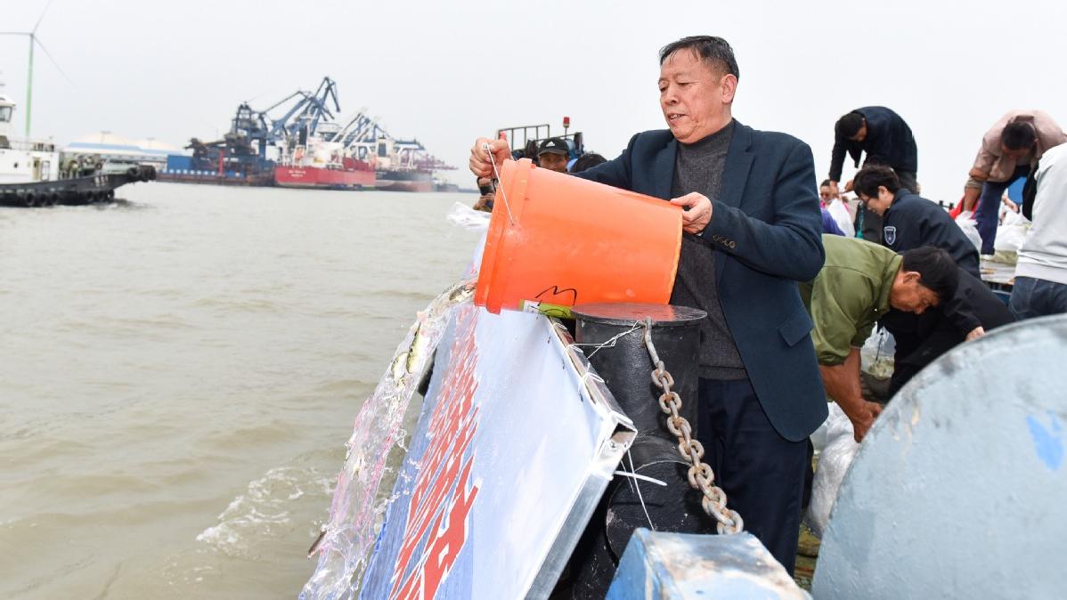 Yangtze protector works to replenish stocks of rare fish