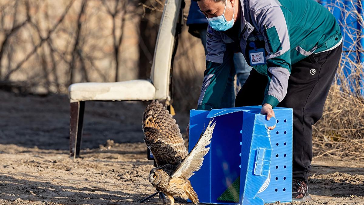Vets give animal patients expert care and attention