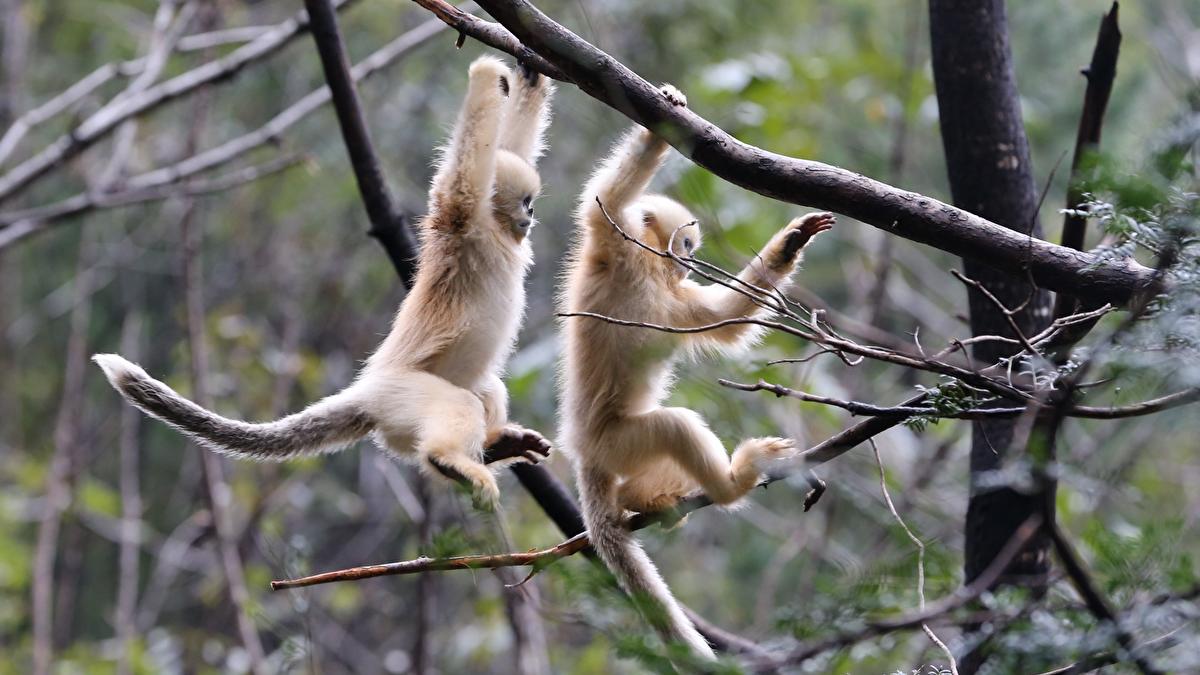 Golden monkeys put on weight to combat winter shortages