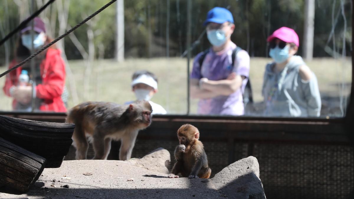 Beijing zoo reopens after 59 days