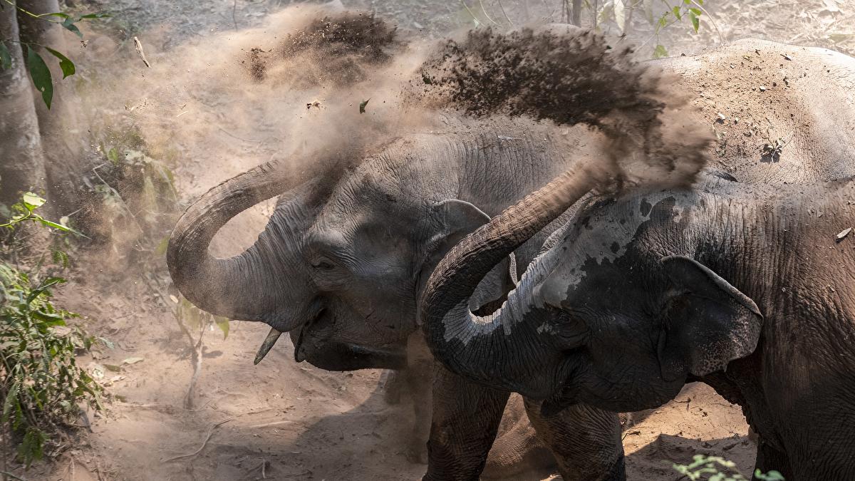 Reserve keeps wandering elephants happy at home