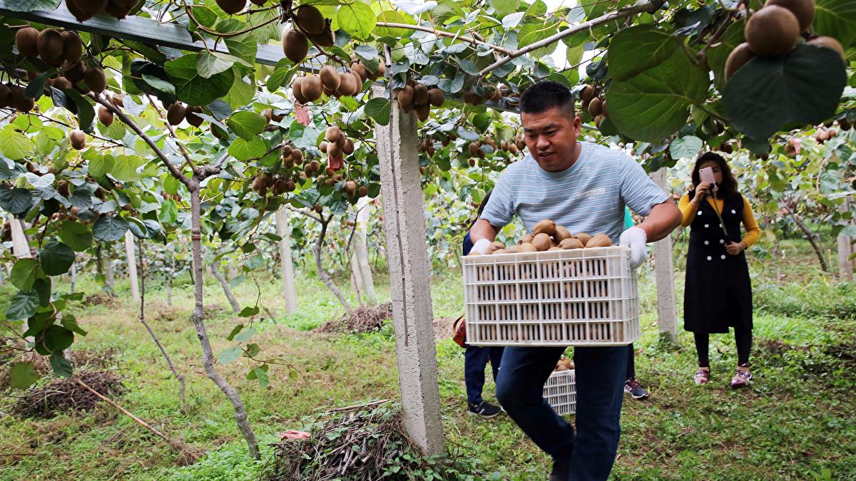 'Chinese gooseberry' proves to be a fruitful crop