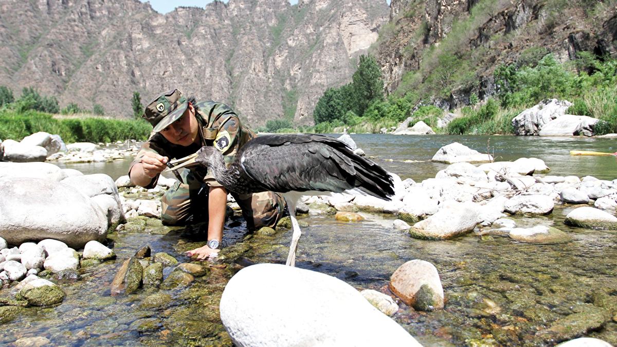 Protecting flying friends