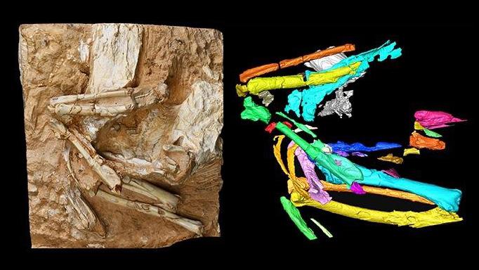 Discovery of bird fossil unravels plateau's past