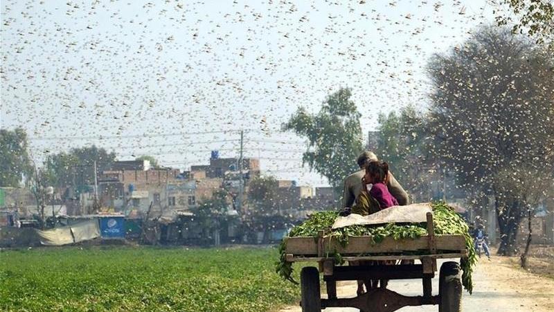 Authorities call for Pakistan, China to unite on locust swarm