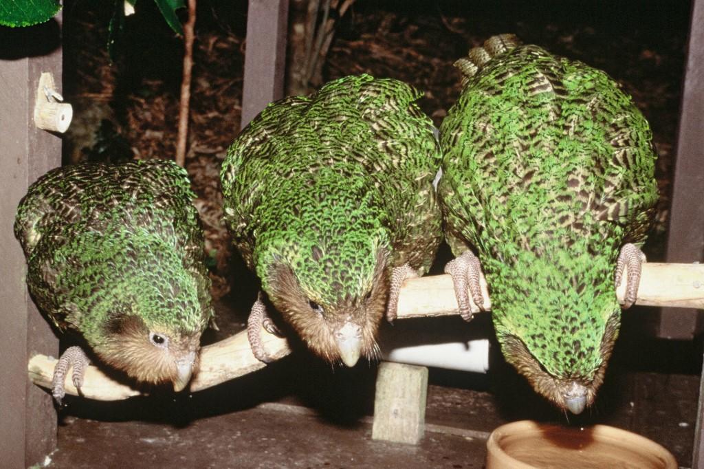 NZ's endangered kakapo parrot gets a big population boost