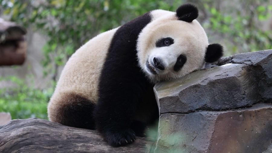 Global captive panda population increases to 673