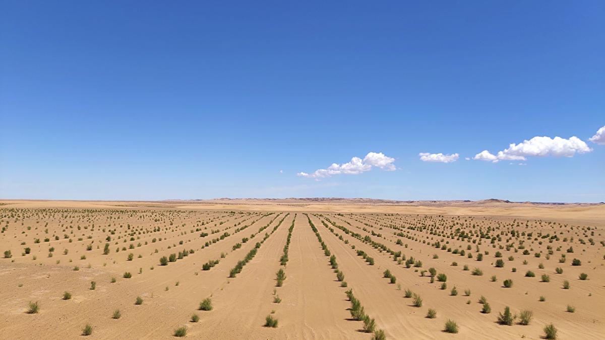 Special tree branches out to tame desert