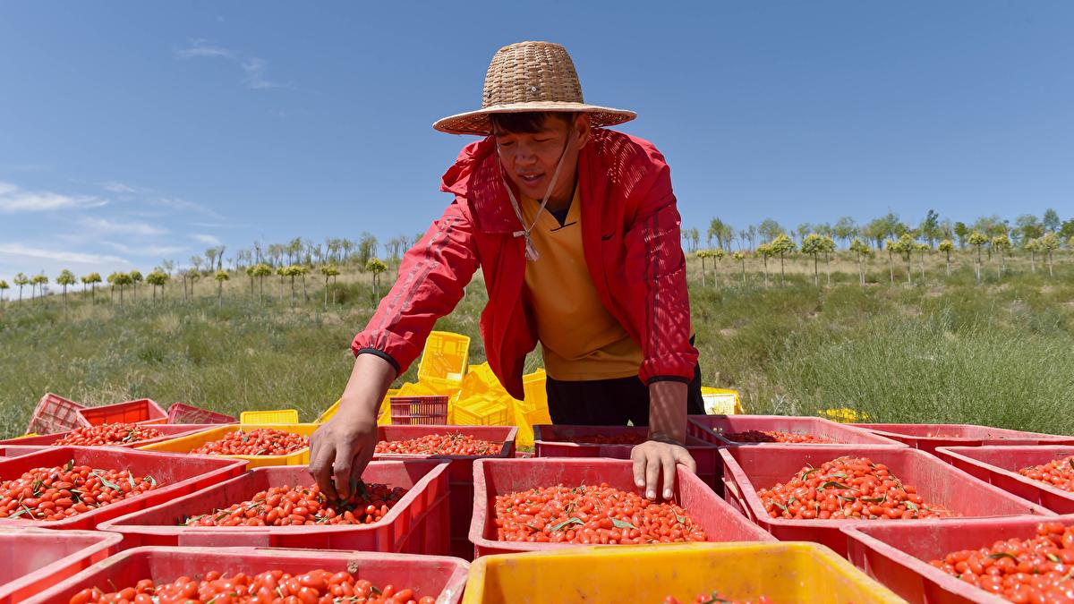 Young couple invest in berries to raise village income