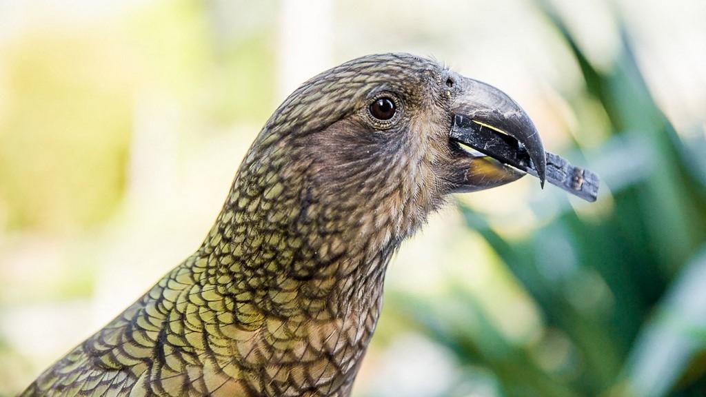 Almost one-third of NZ's native birds extinct after human settlement