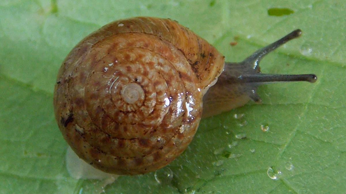 Tiny snails make journey back to Bermuda from extinction