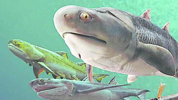 Fish fossils rewrite evolutionary history