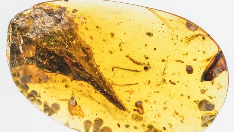 Scientists discover smallest dinosaur of all time